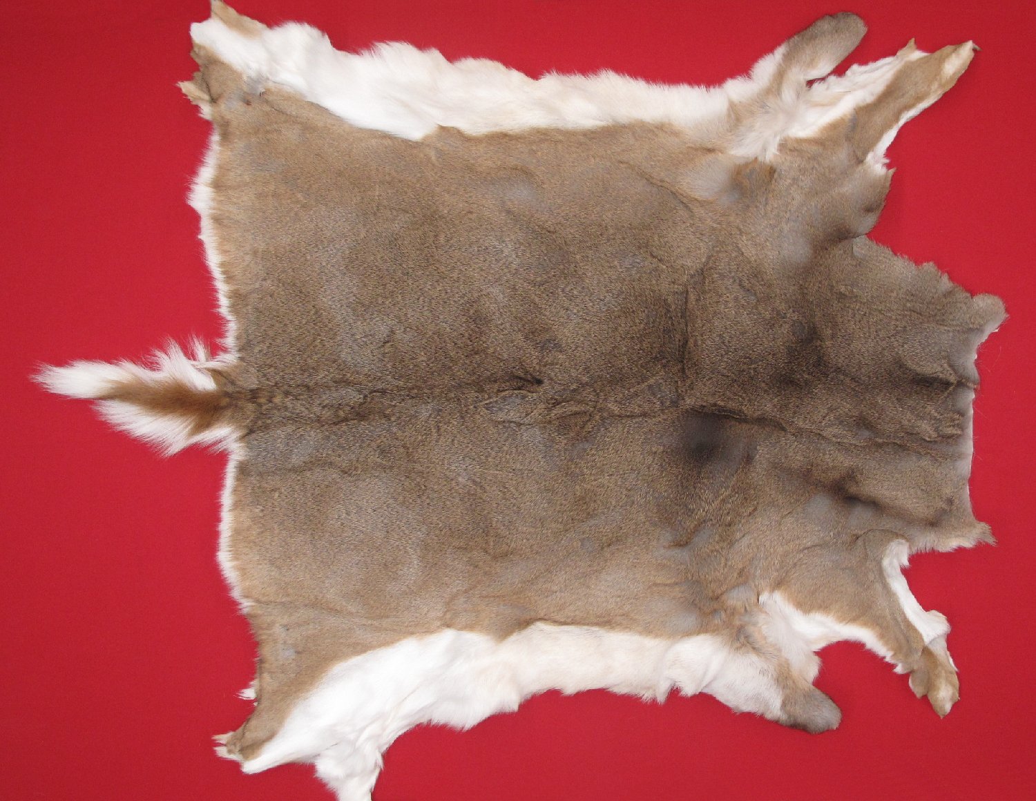 Tanned Furs : WHITE TAIL DEER - HIDES (6392-9384) : hideandfur.com
