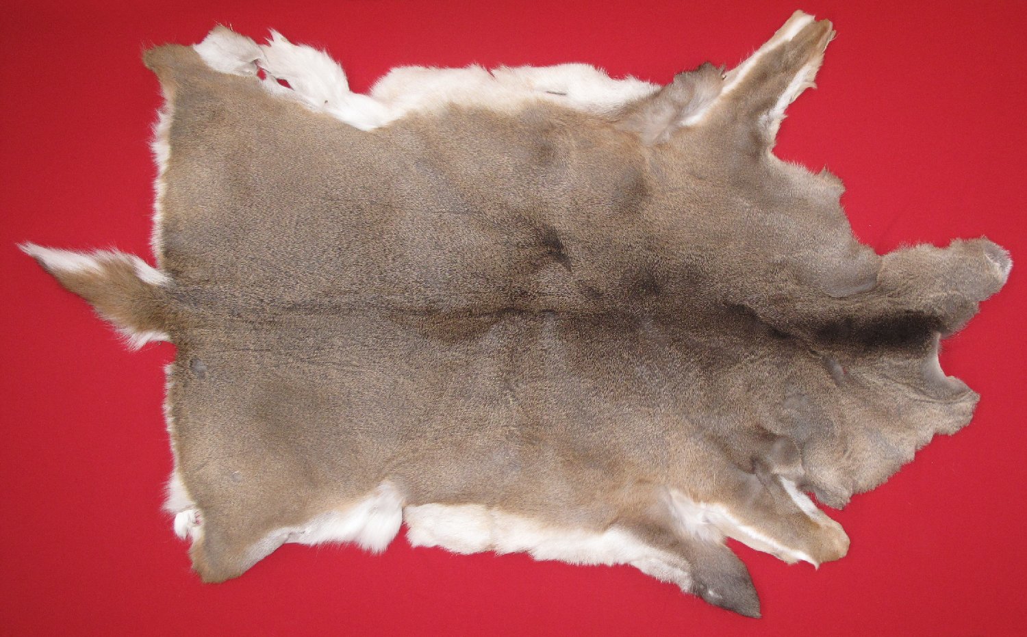 Tanned Furs : WHITE TAIL DEER - HIDES (6392-9400) : hideandfur.com