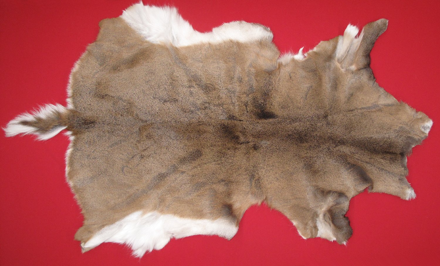 Tanned Furs : WHITE TAIL DEER - HIDES (6392-9403) : hideandfur.com