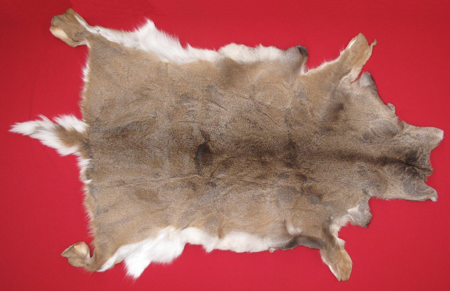 Tanned Furs : WHITE TAIL DEER - HIDES (6392-9404) : hideandfur.com