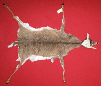 Tanned White Tail Deer Hides, Furs, Pelts, Skins for sale by www ...
