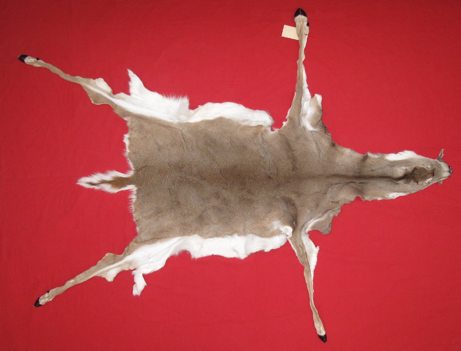 Tanned Furs : WHITE TAIL DEER - HIDES (6392-9406) : hideandfur.com