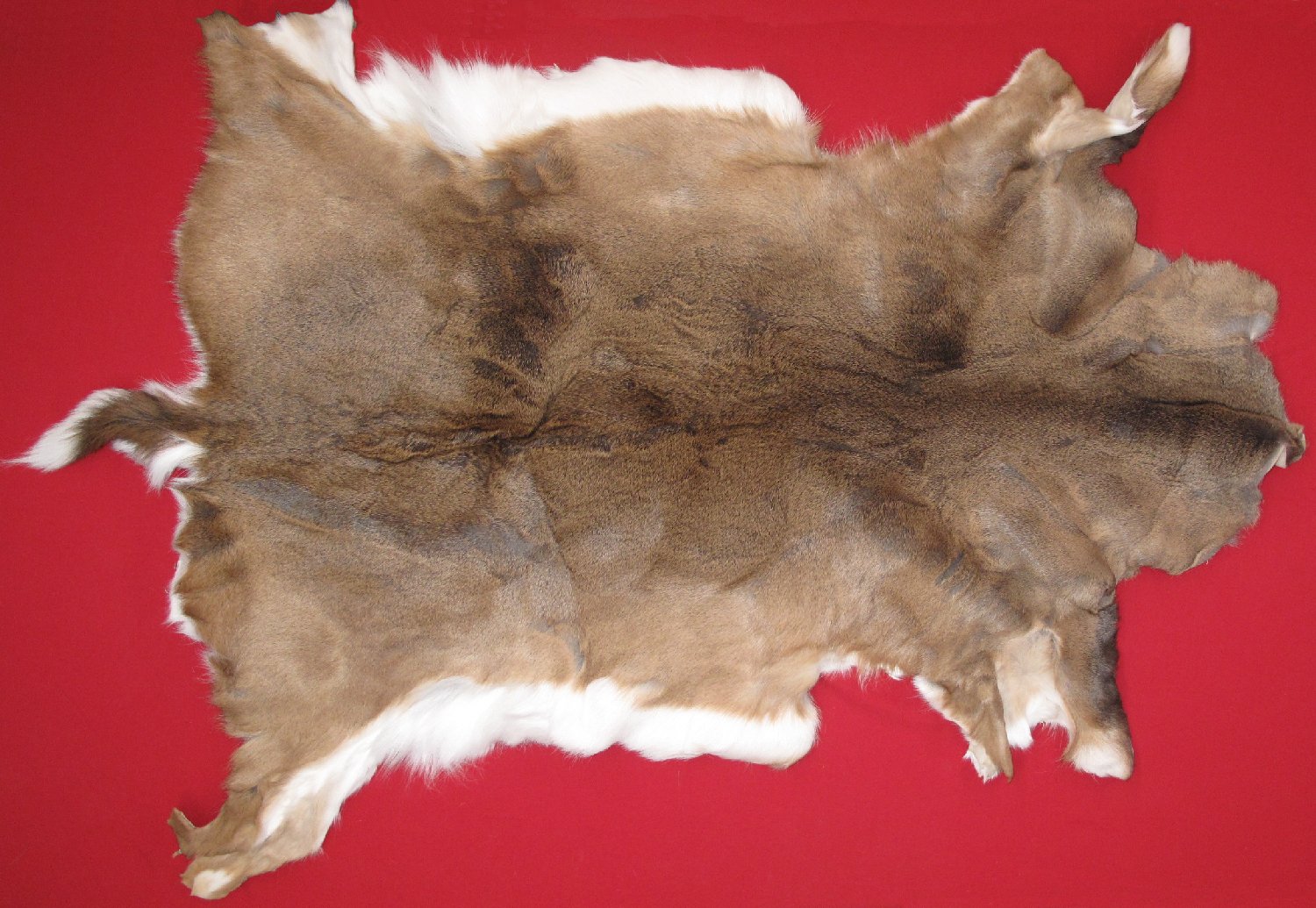 Tanned Furs : WHITE TAIL DEER - HIDES (6392-9411) : hideandfur.com