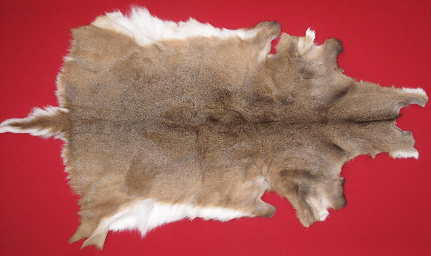 Tanned Furs : WHITE TAIL DEER - HIDES (6392-9415) : hideandfur.com