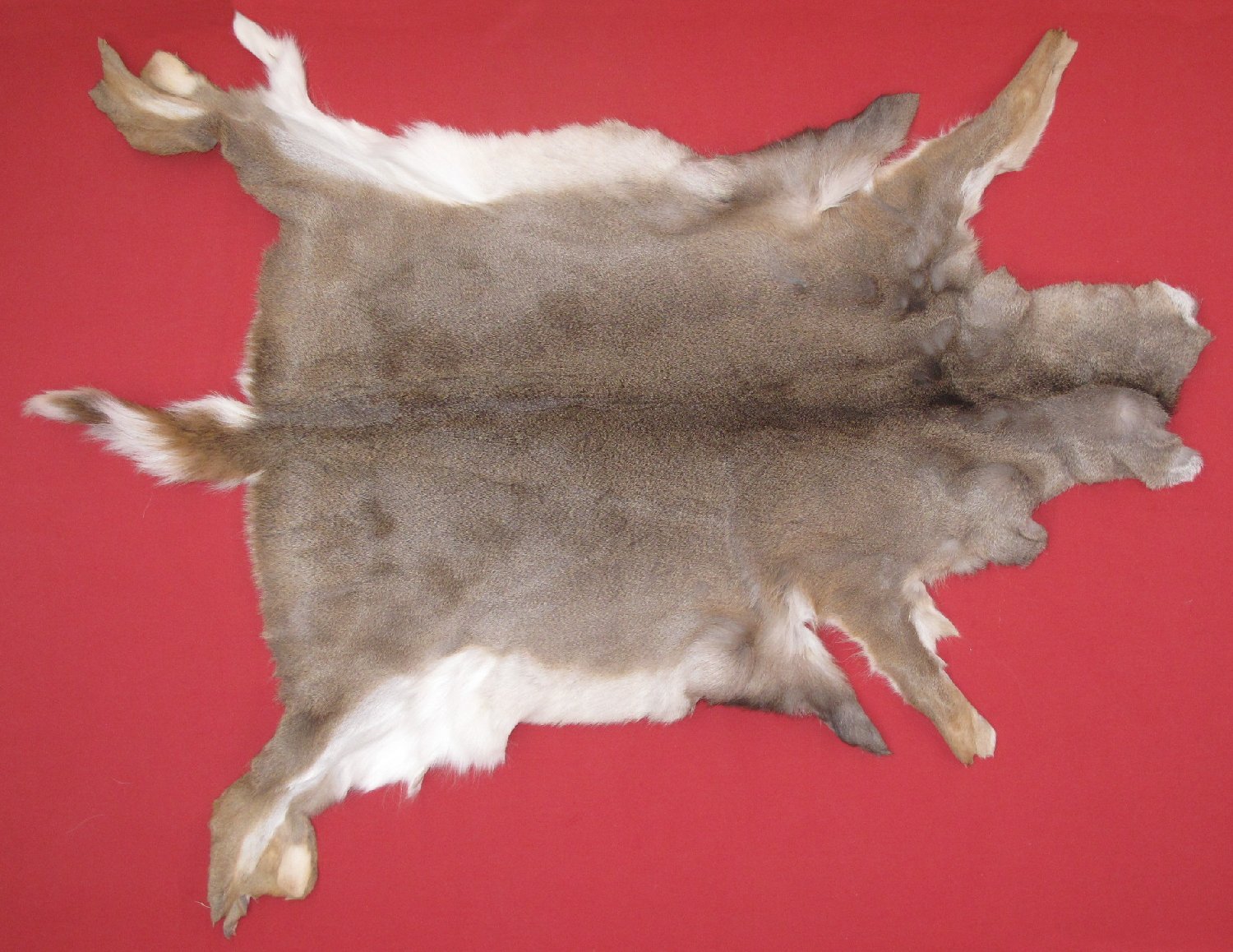Tanned Furs : WHITE TAIL DEER - HIDES (6392-9429) : hideandfur.com