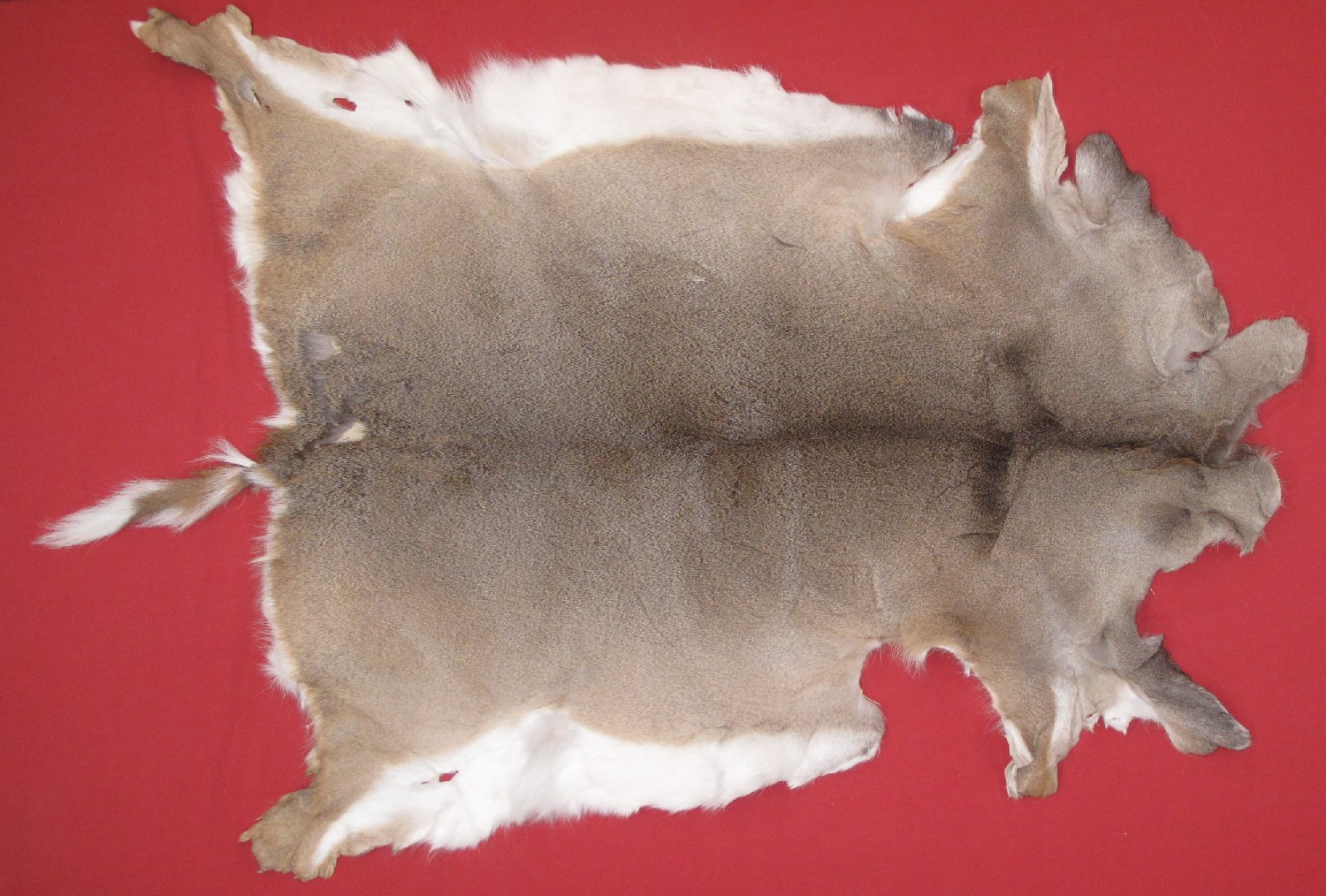 Tanned Furs : WHITE TAIL DEER - HIDES (6392-9431) : hideandfur.com