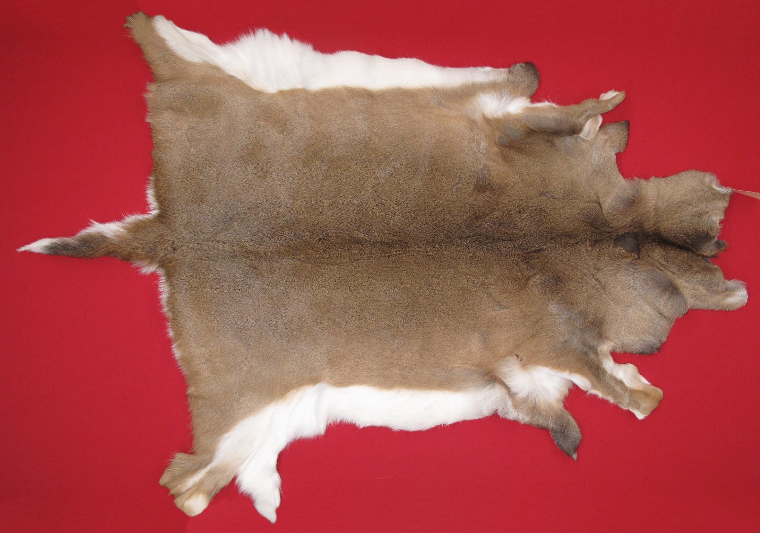 Tanned Furs : WHITE TAIL DEER - HIDES (6392-9433) : hideandfur.com