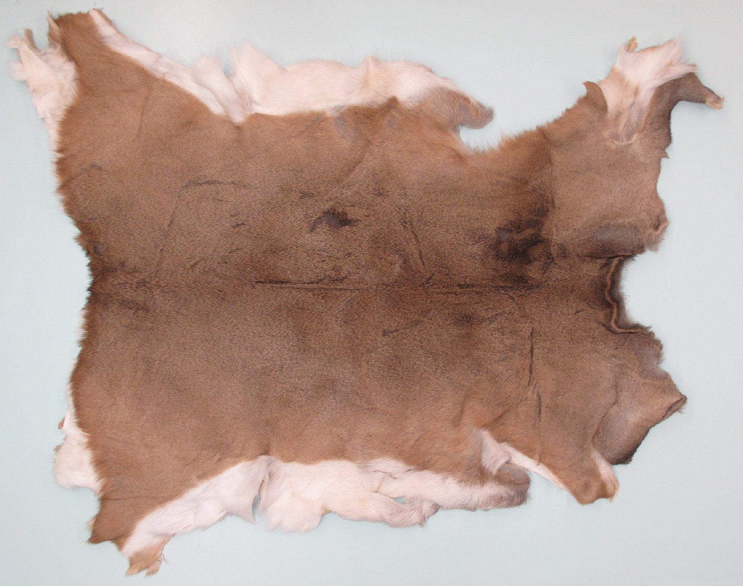 Tanned Furs : WHITE TAIL DEER - HIDES (6392-9453) : hideandfur.com