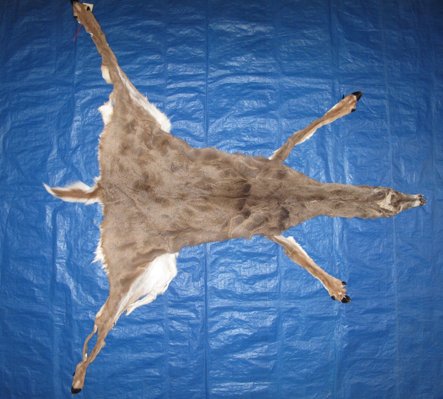 Tanned Furs : WHITE TAIL DEER - HIDES (6392-9728) : hideandfur.com