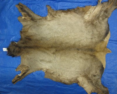 Tanned Furs : ELK - HIDES (6412-0266) : hideandfur.com