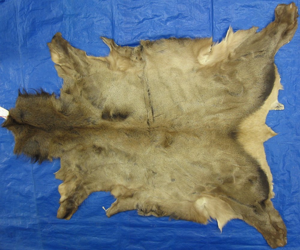 Tanned Furs : ELK - HIDES (6412-0279) : hideandfur.com