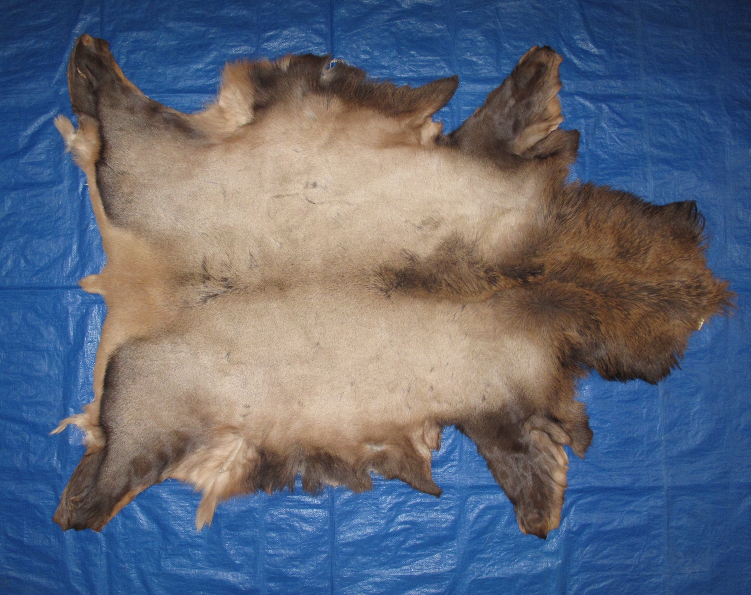 Tanned Furs ELK HIDES 6412 0370 Hideandfur