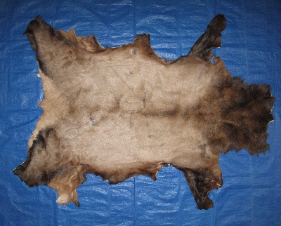 Tanned Elk Hides, Furs, Pelts, Skins for sale by www.hideandfur.com