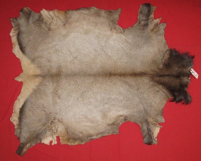 Tanned Elk Hides, Furs, Pelts, Skins for sale by www.hideandfur.com