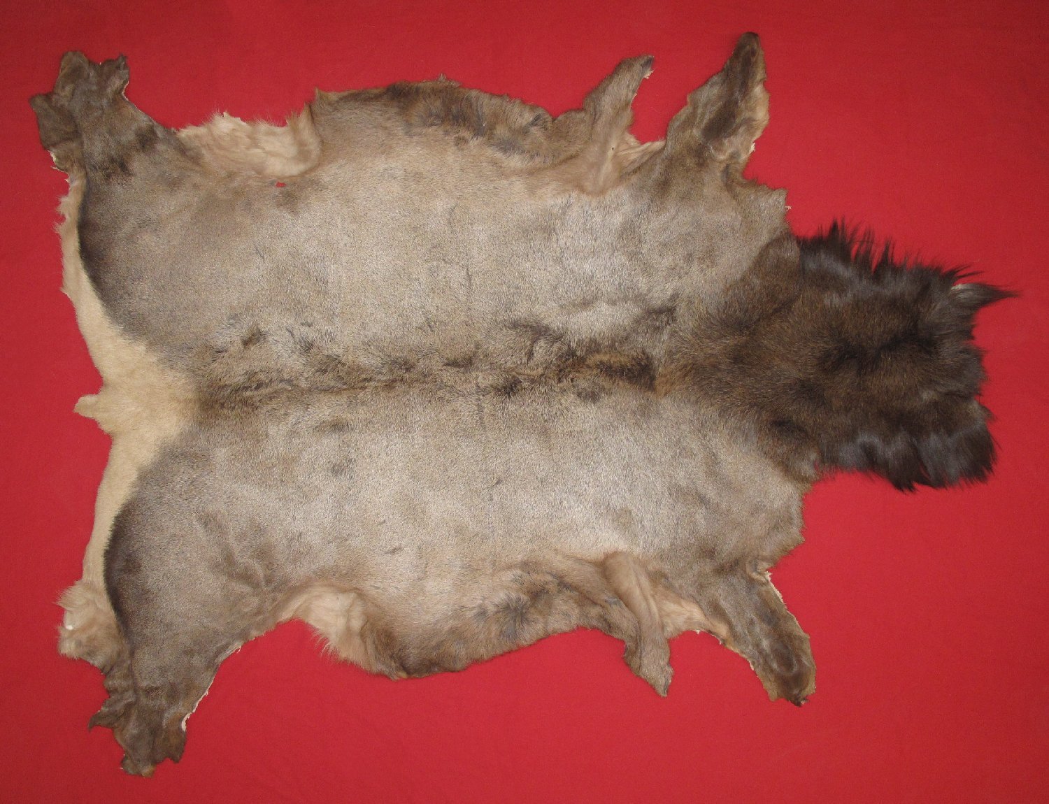 Tanned Furs : ELK - HIDES (6412-0464) : hideandfur.com