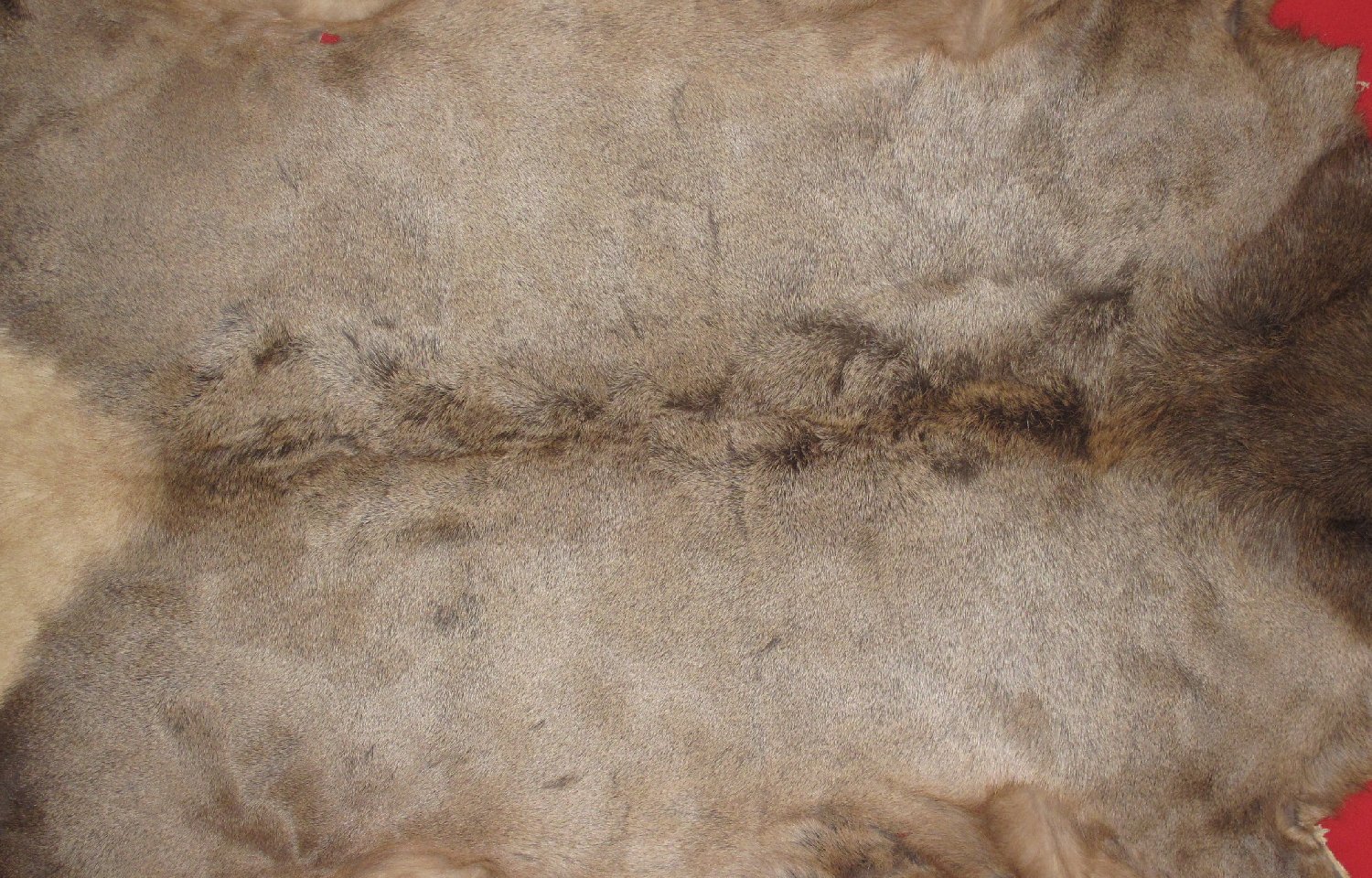 Tanned Furs : ELK - HIDES (6412-0464) : hideandfur.com