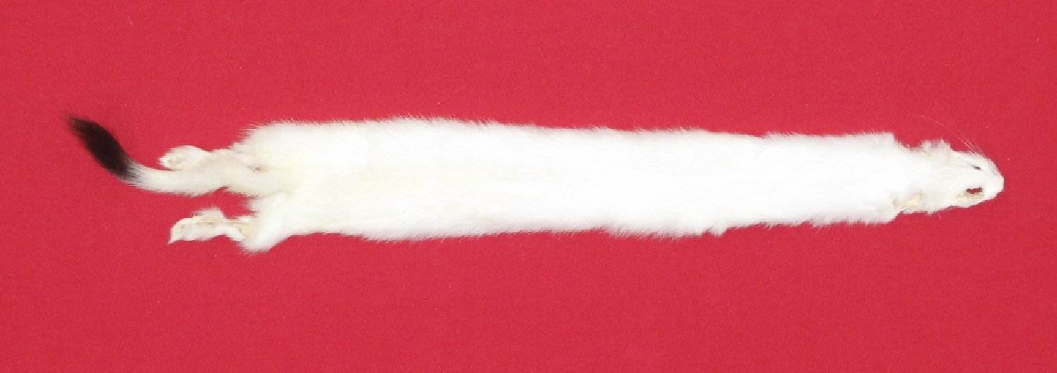 Tanned Furs : ERMINE (6430-1056) : hideandfur.com