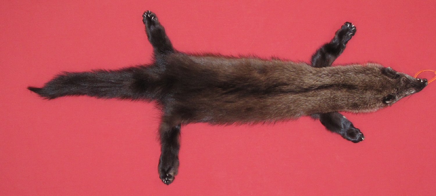 Tanned Fisher Hides, Furs, Pelts, Skins for sale by www.hideandfur.com