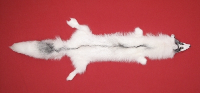 Tanned Arctic Marble Fox Hides, Furs, Pelts, Skins for sale by www ...