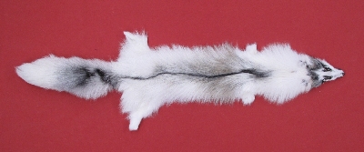 Tanned Arctic Marble Cross Fox Hides, Furs, Pelts, Skins for sale by ...