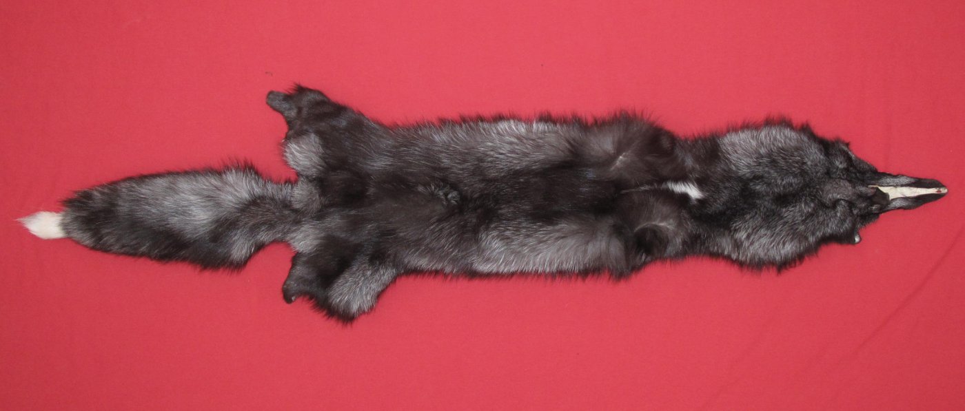 Tanned Furs : BLUE FROST FOX (6570-0066) : hideandfur.com