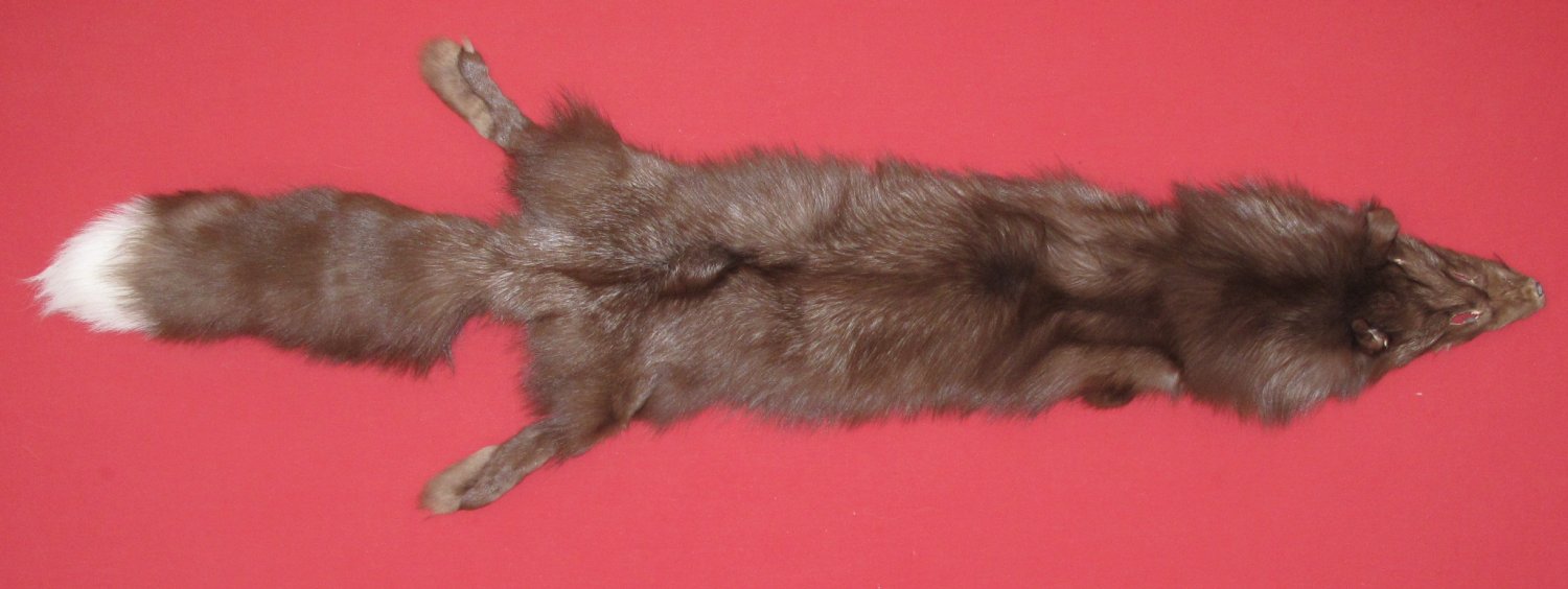 Tanned Furs : BURGUNDY FOX (6600-0059) : hideandfur.com