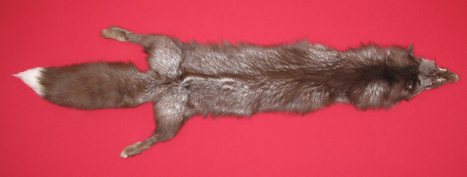 Tanned Furs : BURGUNDY FOX (6600-0071) : hideandfur.com