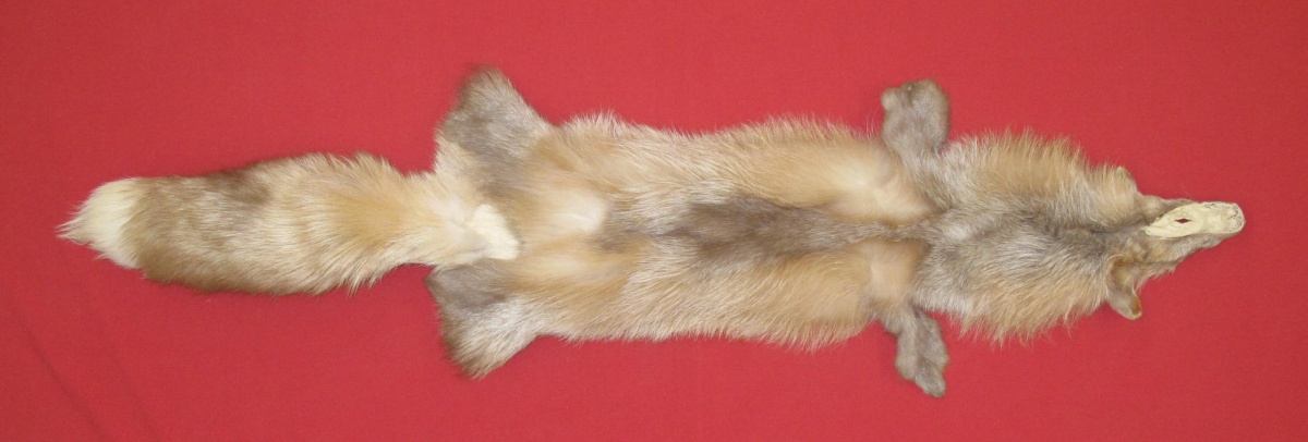 Tanned Furs : BURGUNDY CROSS FOX (6602-0002) : hideandfur.com