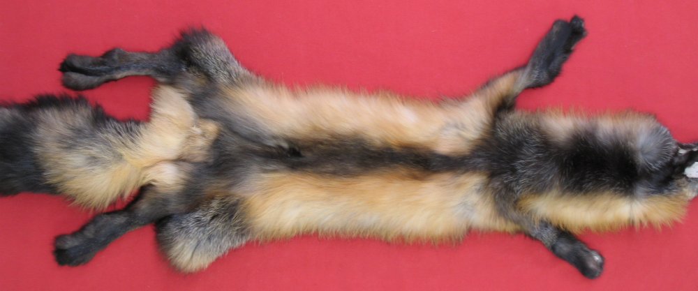 Tanned Furs : CROSS FOX (6660-0222) : hideandfur.com