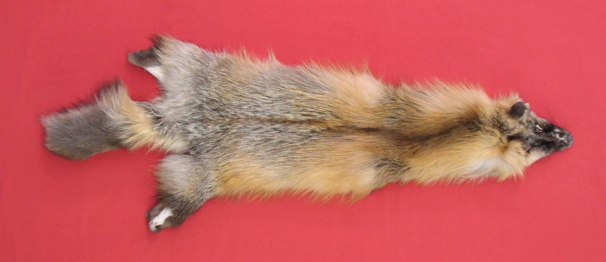 Tanned Furs : CROSS FOX (6660-0255) : hideandfur.com