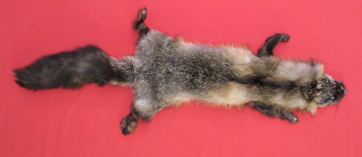 Tanned Furs : CROSS FOX (6660-0256) : hideandfur.com