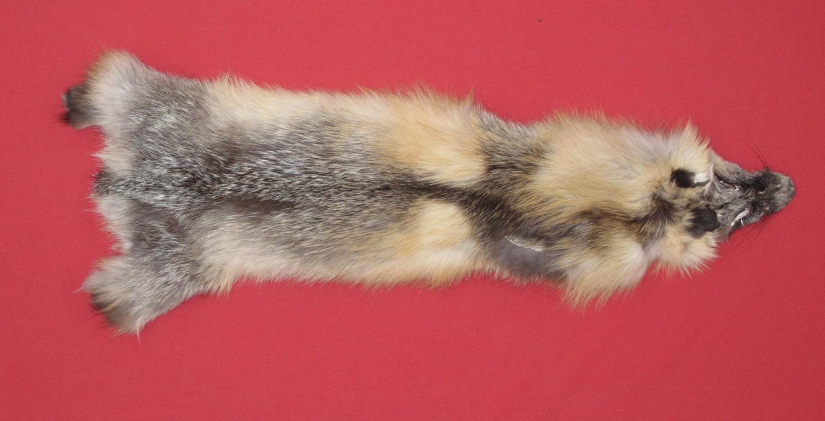 Tanned Furs : CROSS FOX (6660-0298) : hideandfur.com
