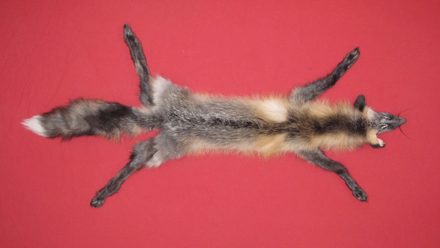 Tanned Furs : CROSS FOX (6660-0334) : hideandfur.com