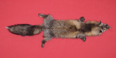 Tanned Furs : CROSS FOX (6660-0335) : hideandfur.com