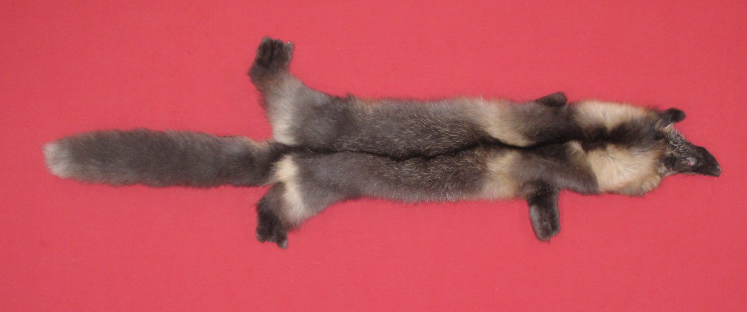 Tanned Furs : CROSS FOX (6660-0373) : hideandfur.com