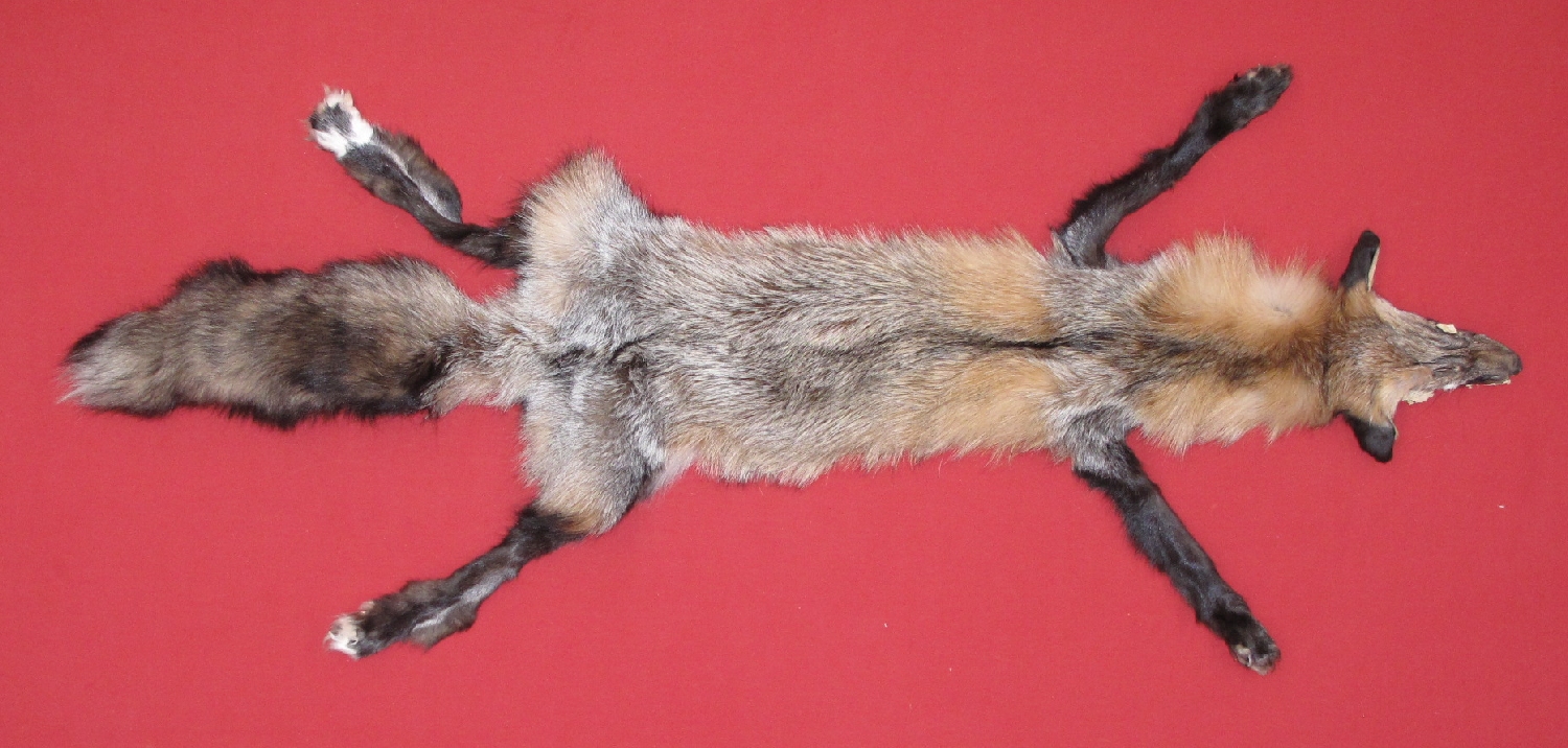 Tanned Furs : CROSS FOX - TAXIDERMY QUALITY (6661-0036) : hideandfur.com