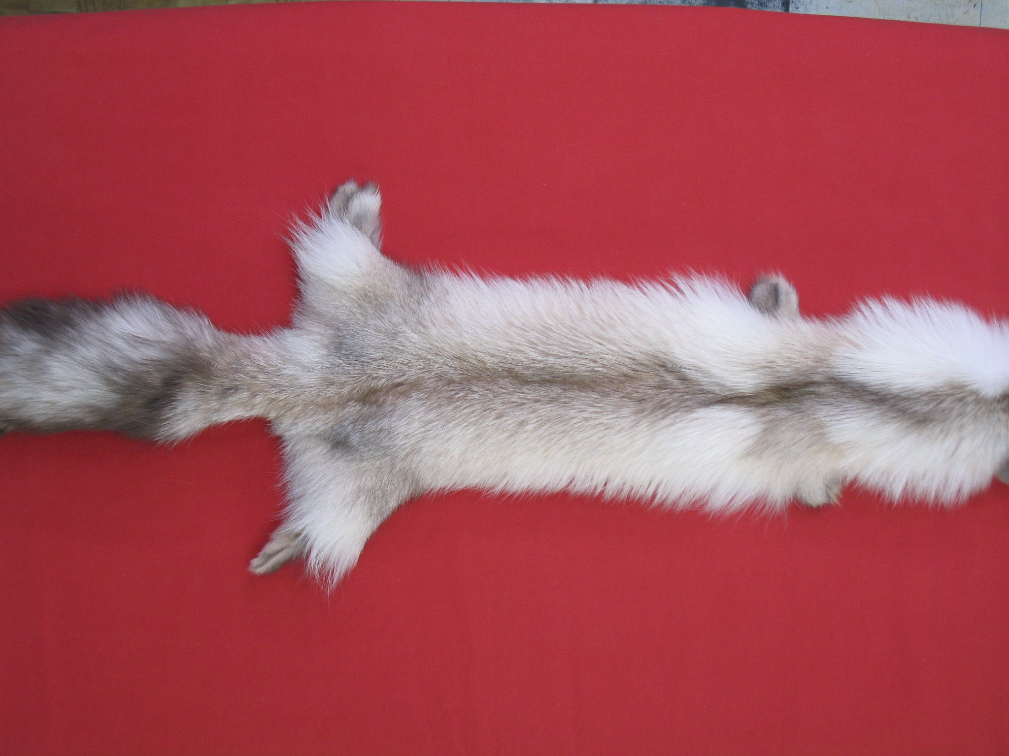 Tanned Furs : FIRE AND ICE FOX (6705-0004) : hideandfur.com