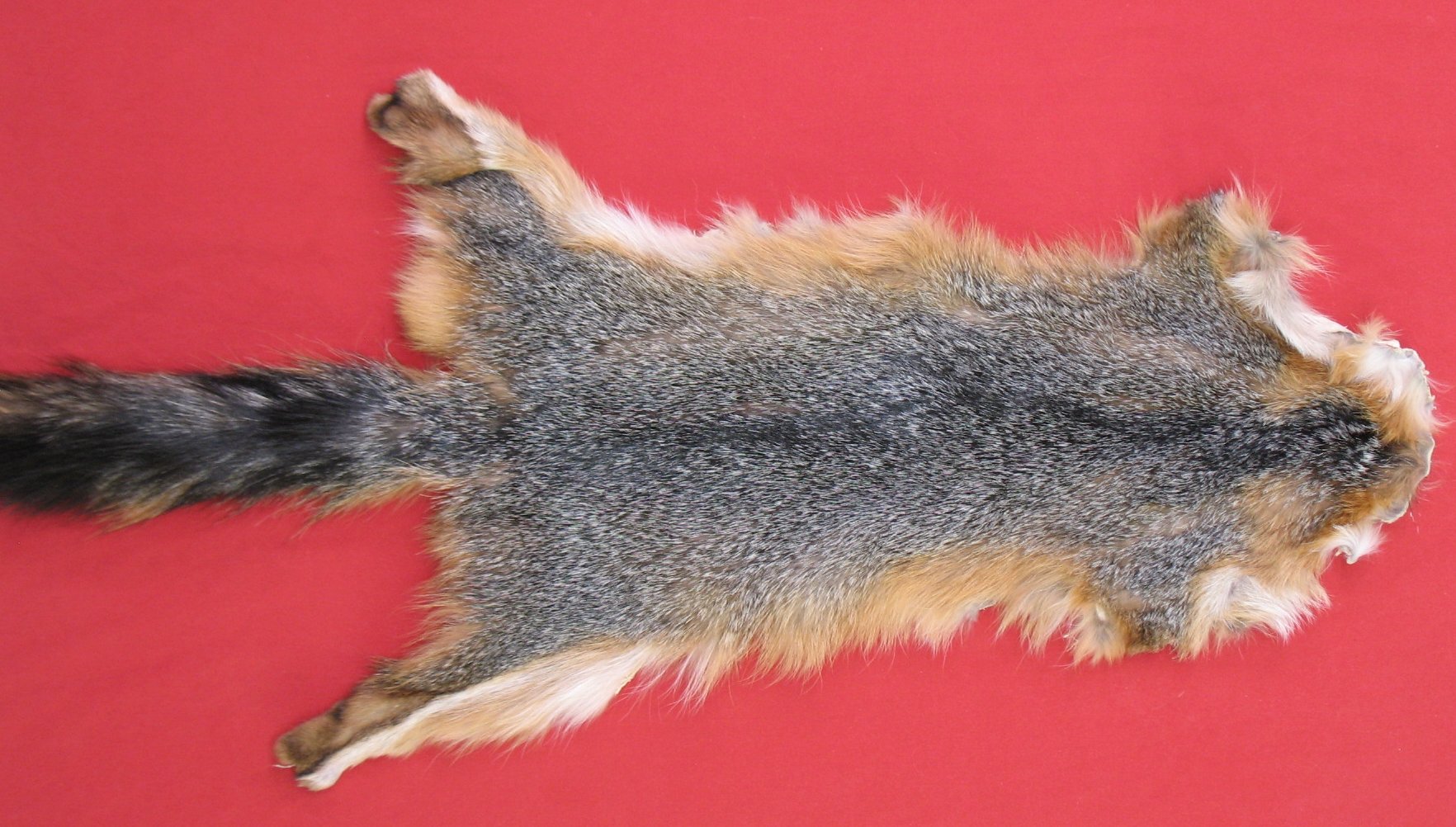 Tanned Furs : GREY FOX (6750-0569) : hideandfur.com