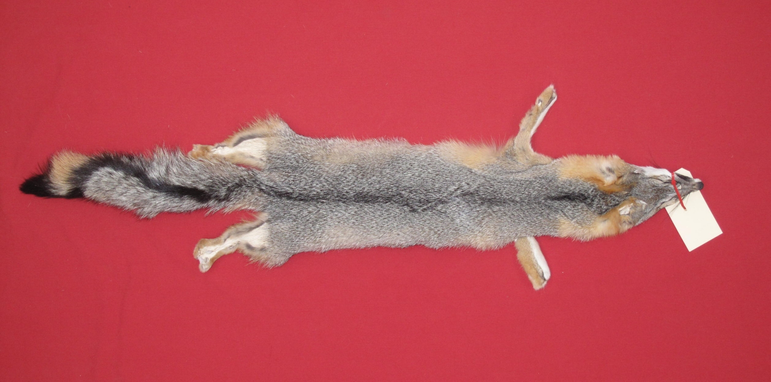Tanned Furs : GREY FOX (6750-0803) : hideandfur.com