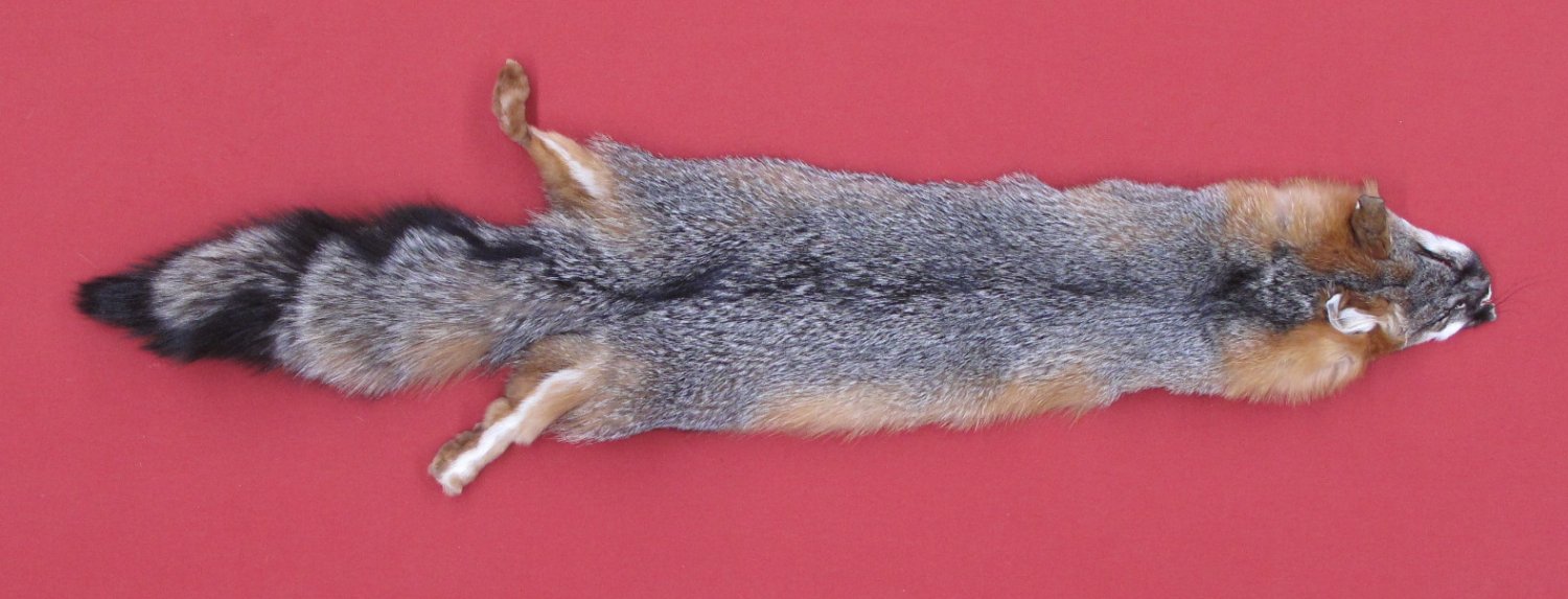 Tanned Furs : GREY FOX (6750-0983) : hideandfur.com