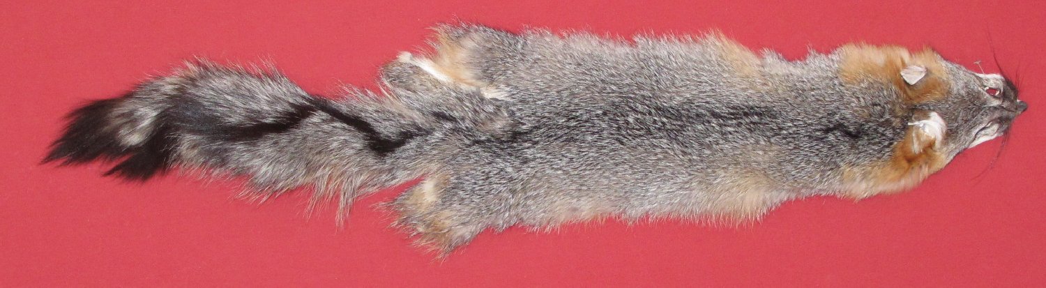 Tanned Furs : GREY FOX (6750-1026) : hideandfur.com