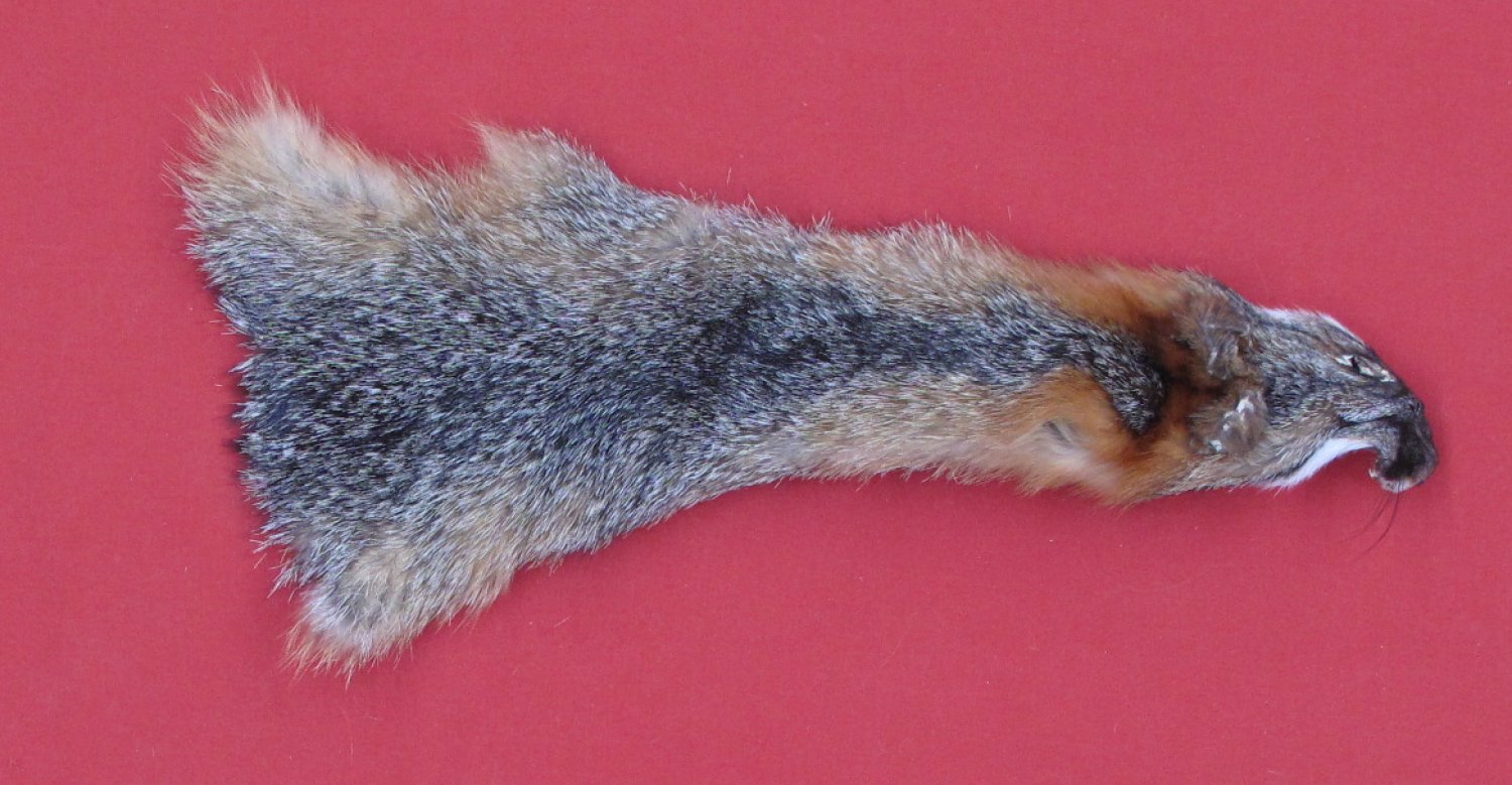 Tanned Furs : GREY FOX - TAXIDERMY QUALITY (6751-0130) : hideandfur.com