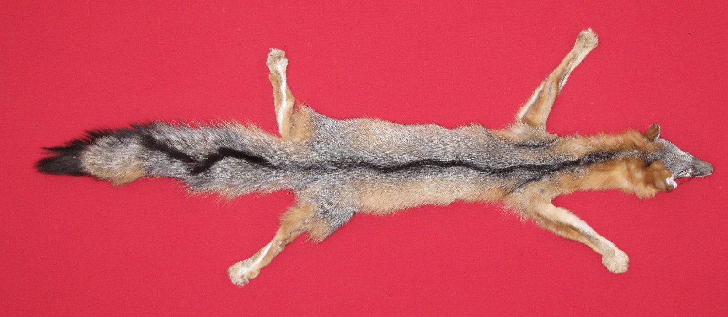 Tanned Furs : GREY FOX - TAXIDERMY QUALITY (6751-0137) : hideandfur.com