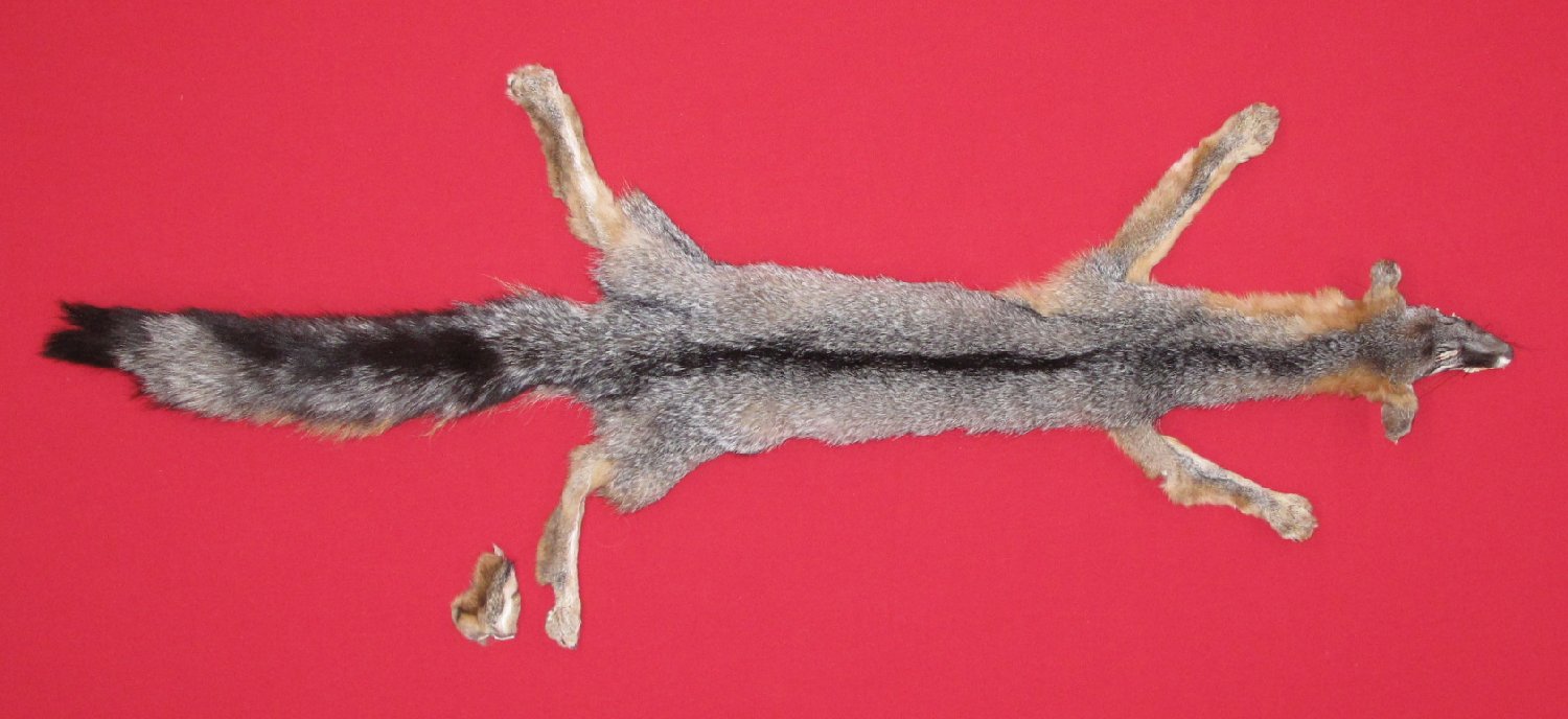 Tanned Furs : GREY FOX - TAXIDERMY QUALITY (6751-0138) : hideandfur.com