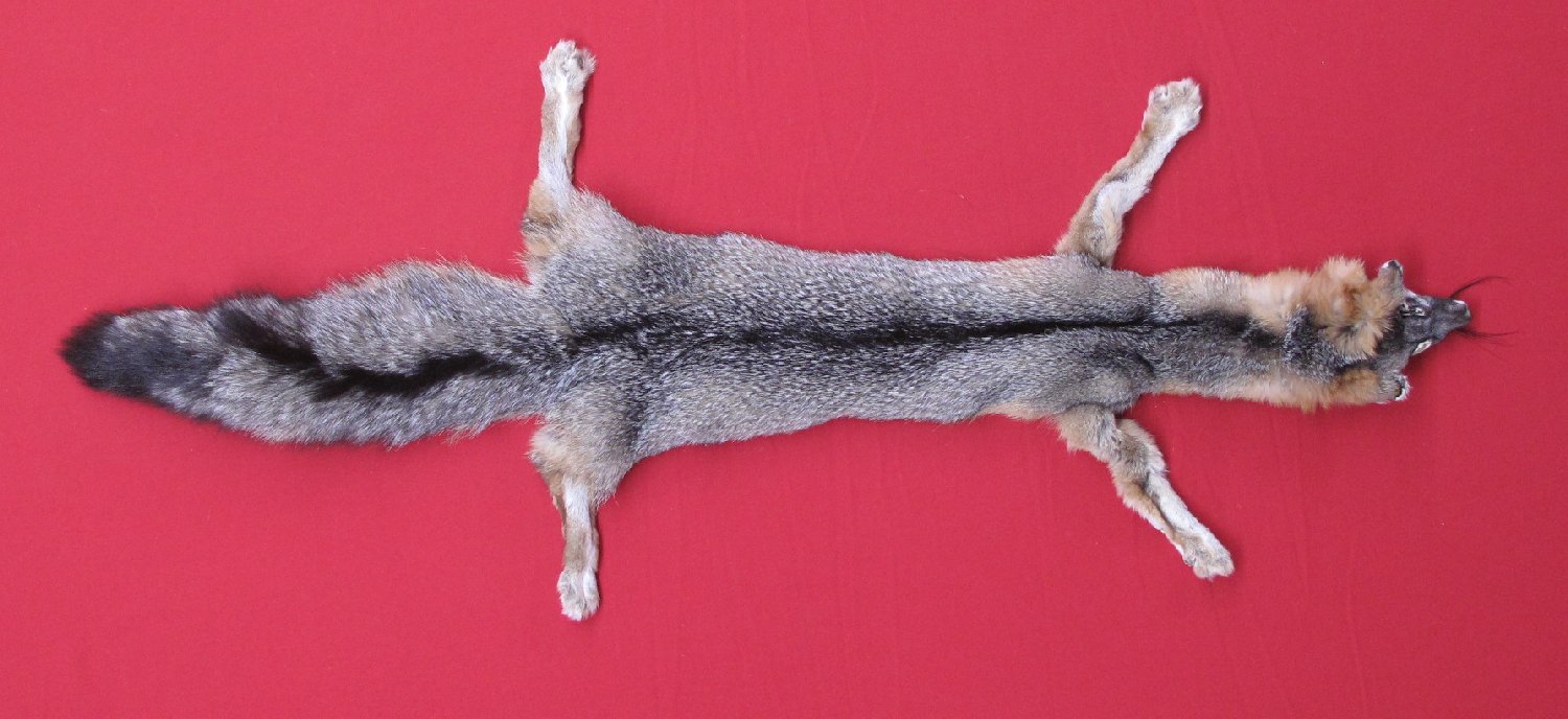 Tanned Furs : GREY FOX - TAXIDERMY QUALITY (6751-0144) : hideandfur.com