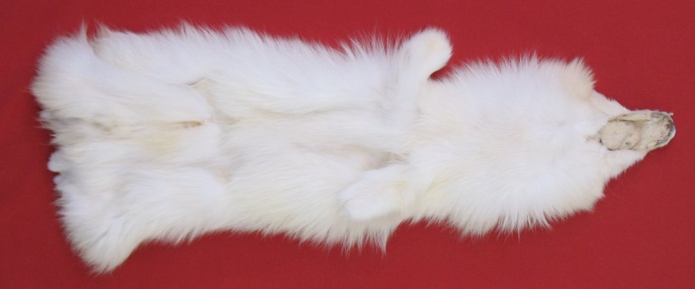 Tanned Furs : MUTATION FOX (6780-0018) : hideandfur.com