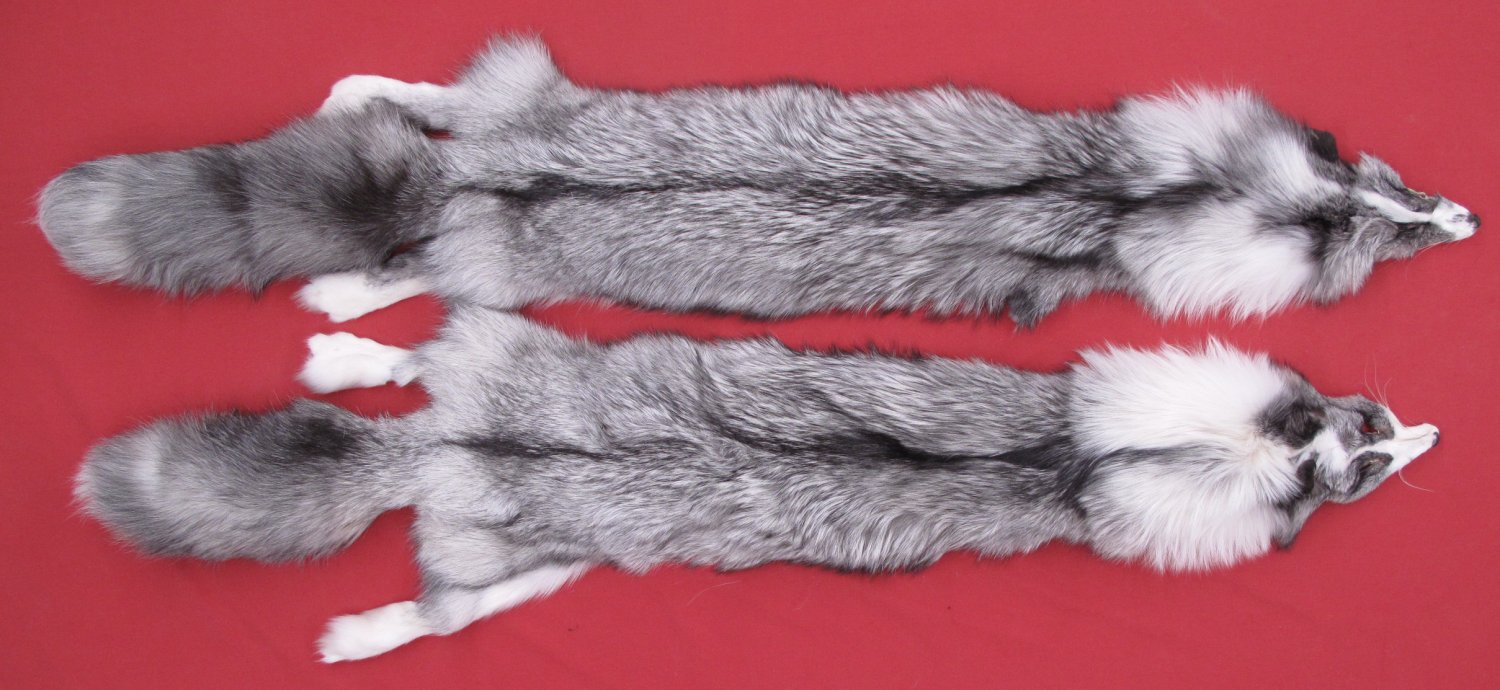 Tanned Furs : PLATINUM FOX (6840-0081) : hideandfur.com