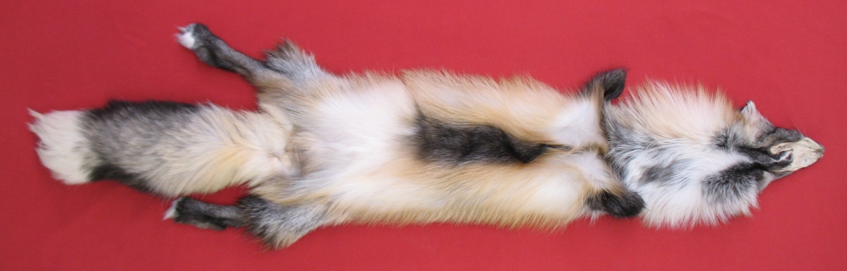 Tanned Furs : PLATINUM CROSS FOX (6855-0009) : hideandfur.com