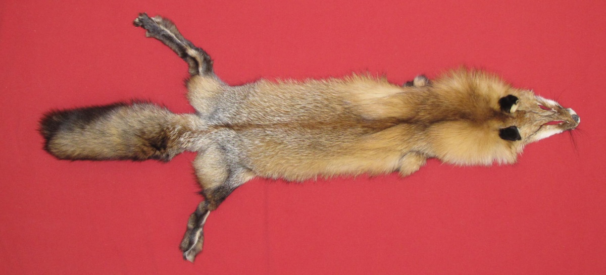 Tanned Furs : RED FOX (6900-1292) : hideandfur.com