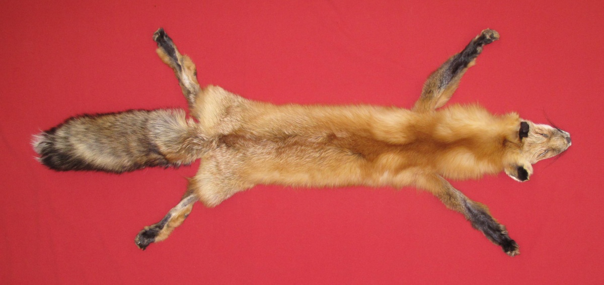 Tanned Furs : RED FOX (6900-1297) : hideandfur.com